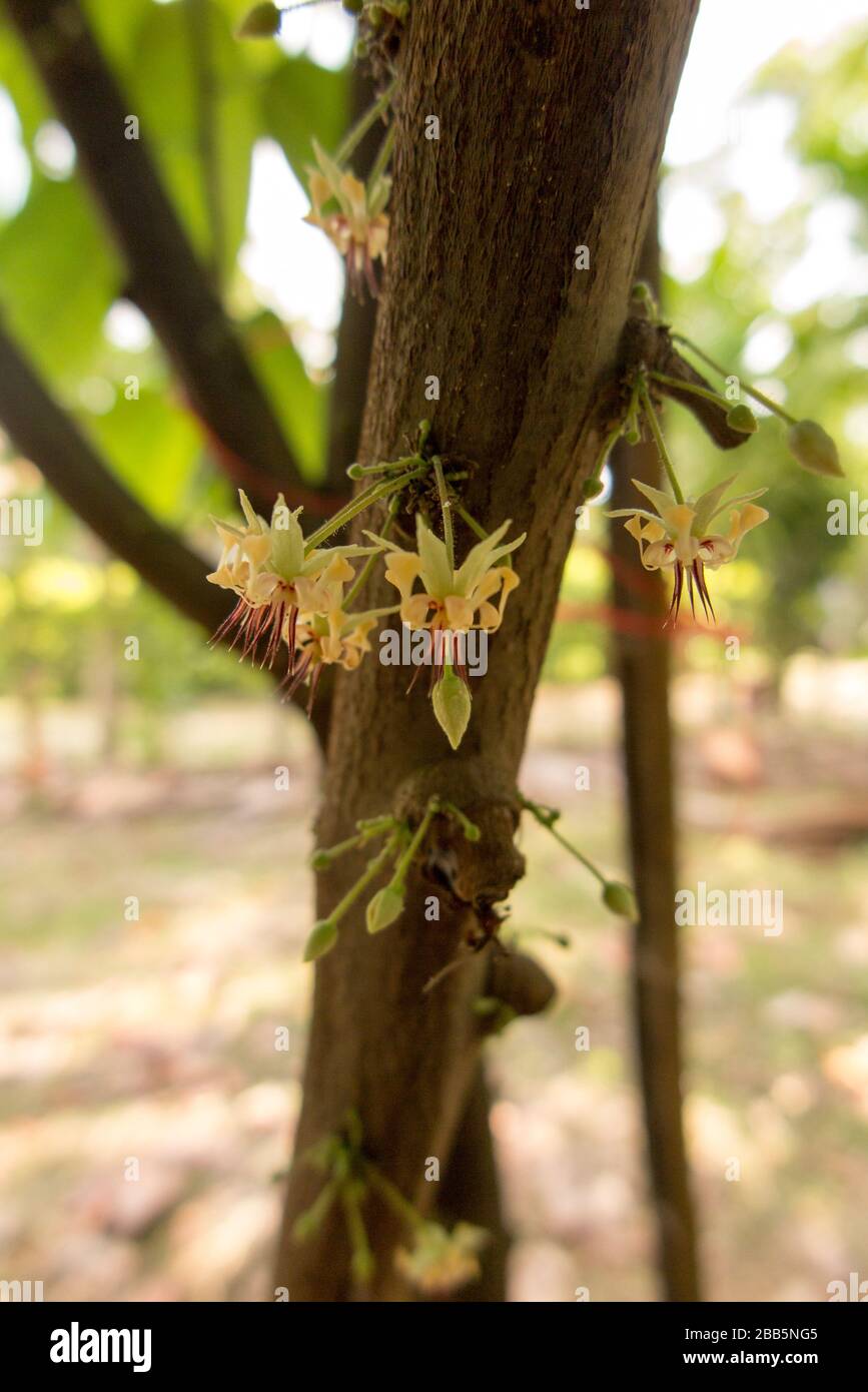 Cocoa tree flower hi-res stock photography and images - Alamy