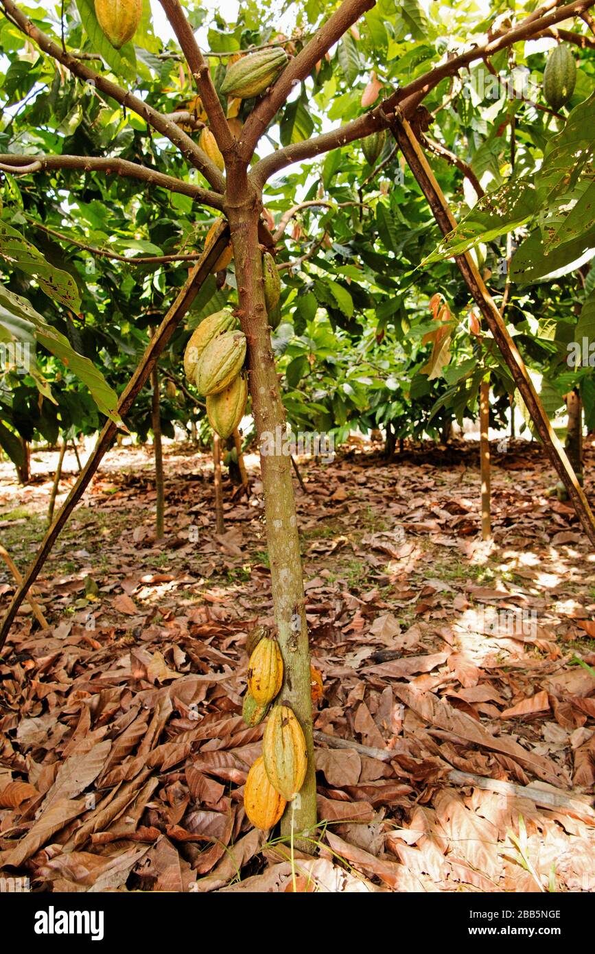 The fruits of the cocoa tree grow from the tree trunk and are picked by ...