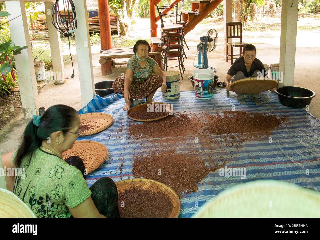 Prepairing and sorting of cocoa beans Stock Photo - Alamy