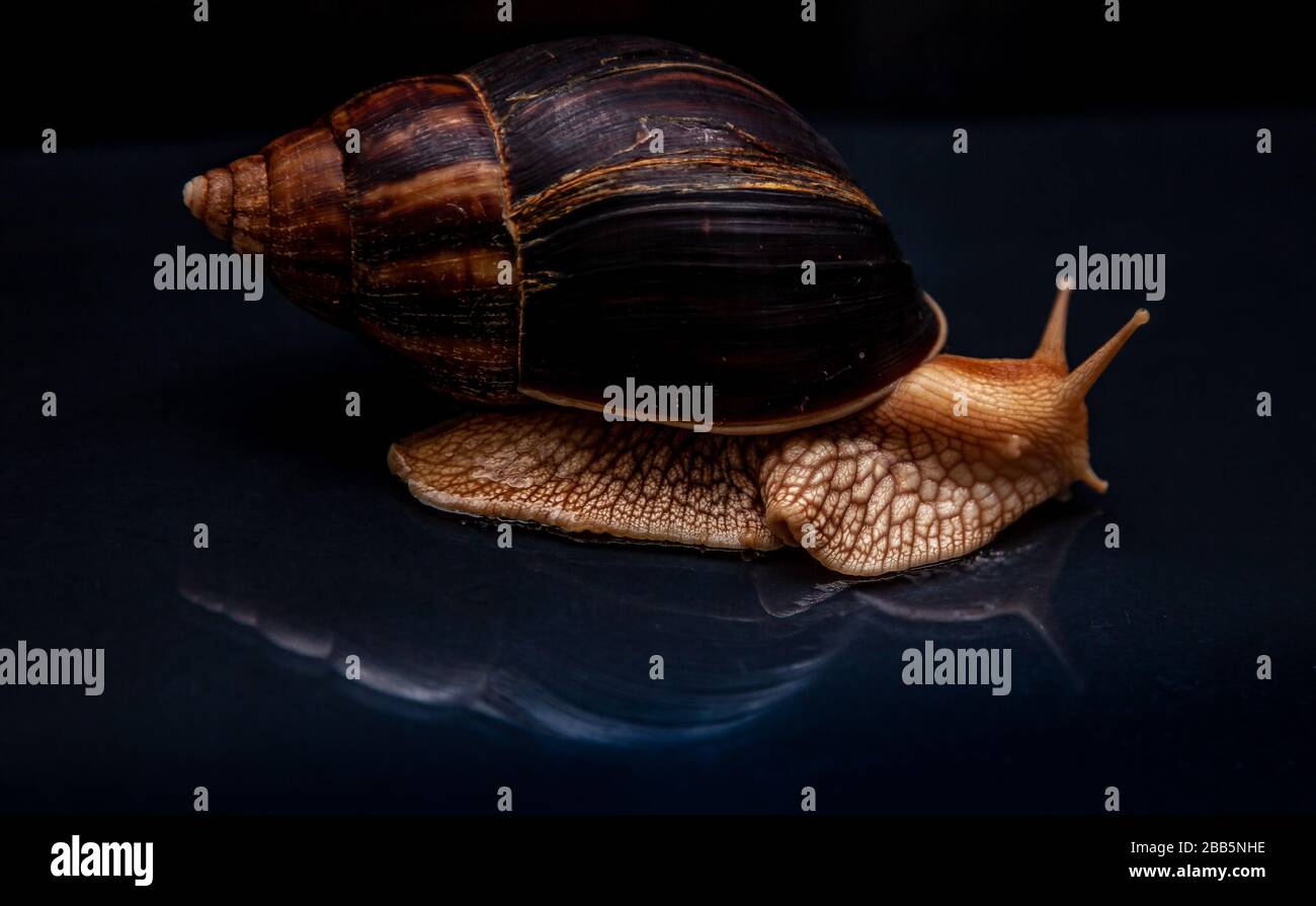 Portrait of a snail. Big African snail Achatina. Exotic pet not ...