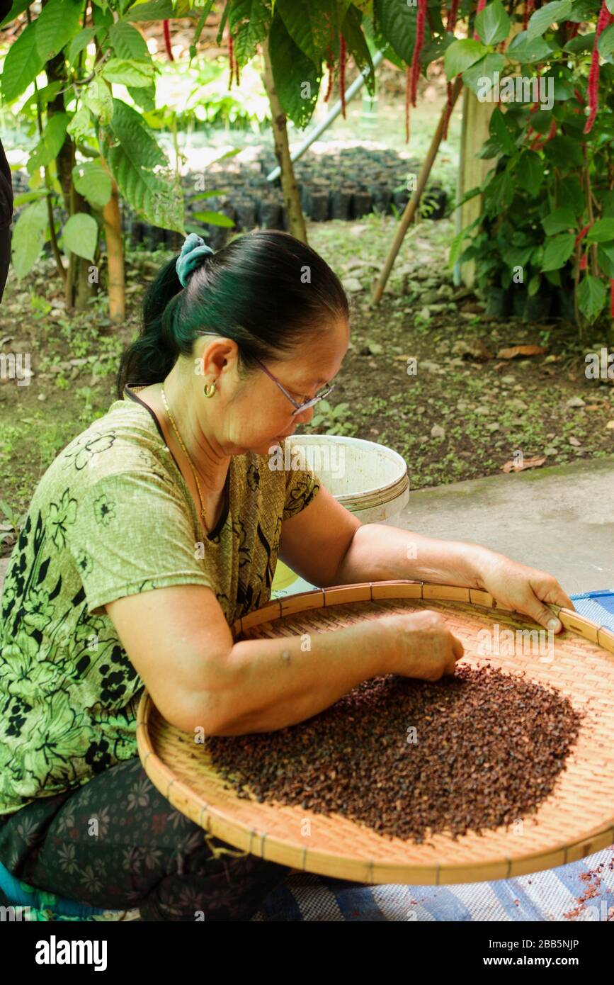 Sorting cocoa beans hi-res stock photography and images - Alamy