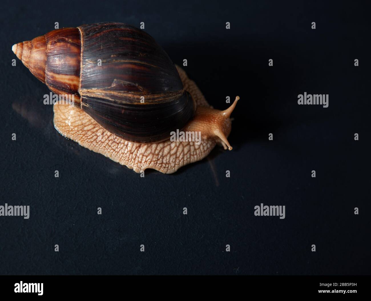 Portrait of a snail. Big African snail Achatina. Exotic pet not ...