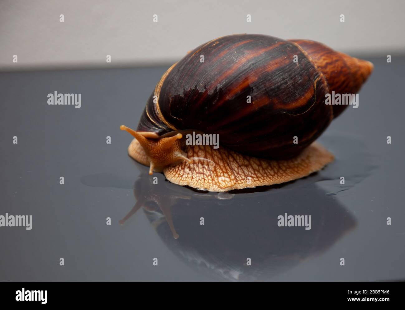 Portrait of a snail. Big African snail Achatina. Exotic pet not ...