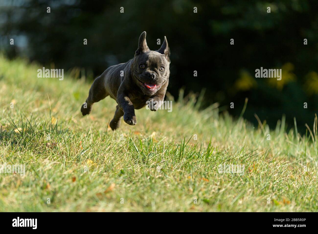 French bulldog, puppy running Stock Photo - Alamy