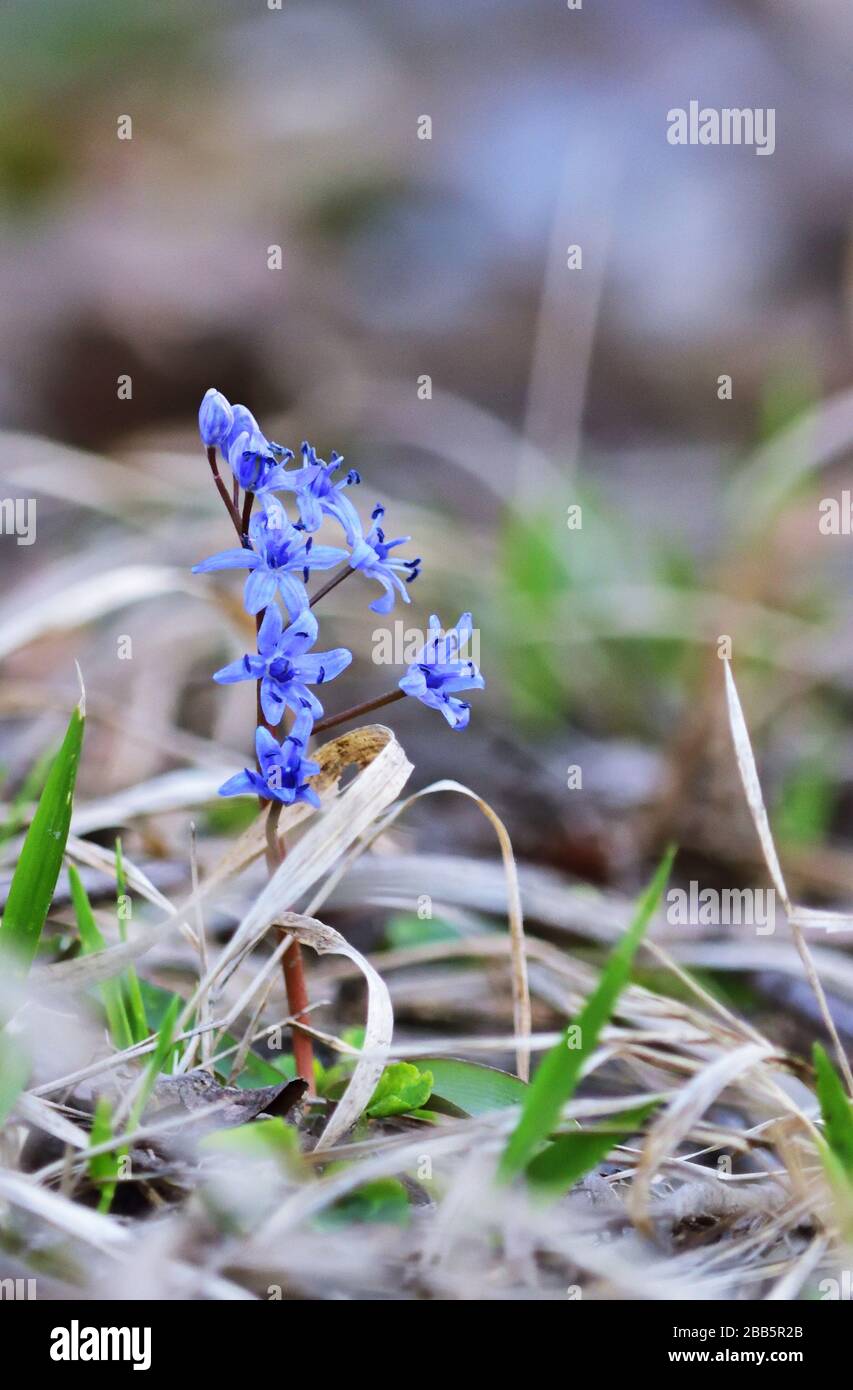 Meadow with alpine squill scilla bifolia hi-res stock photography and ...