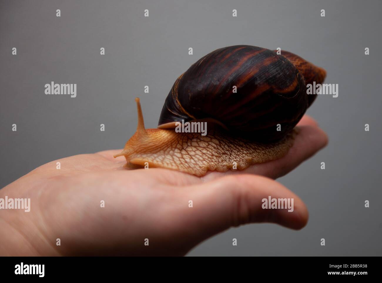 Portrait of a snail. Big African snail Achatina. Exotic pet not ...