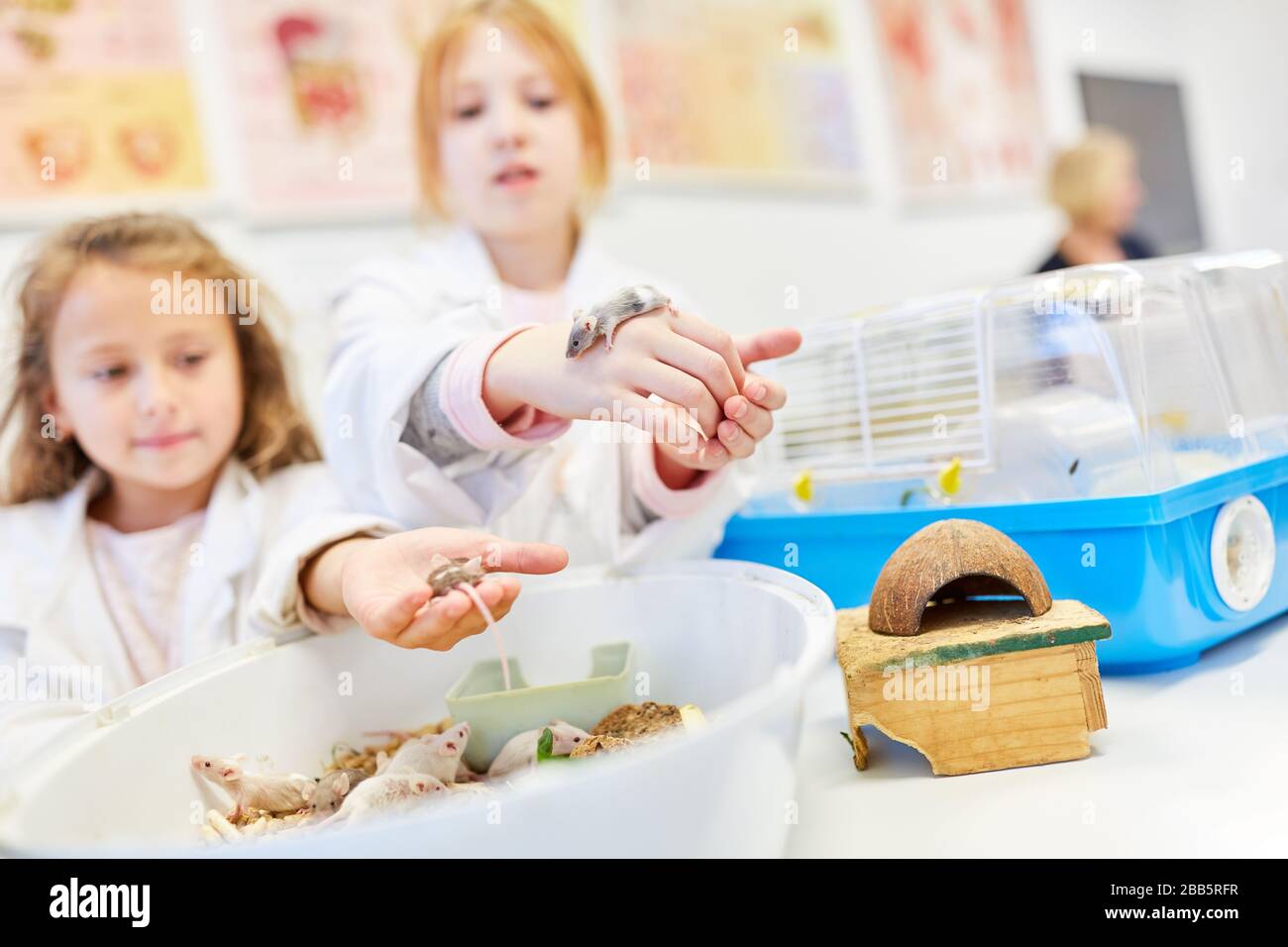 Children hold little mice on their hands in elementary school biology class Stock Photo - Alamy