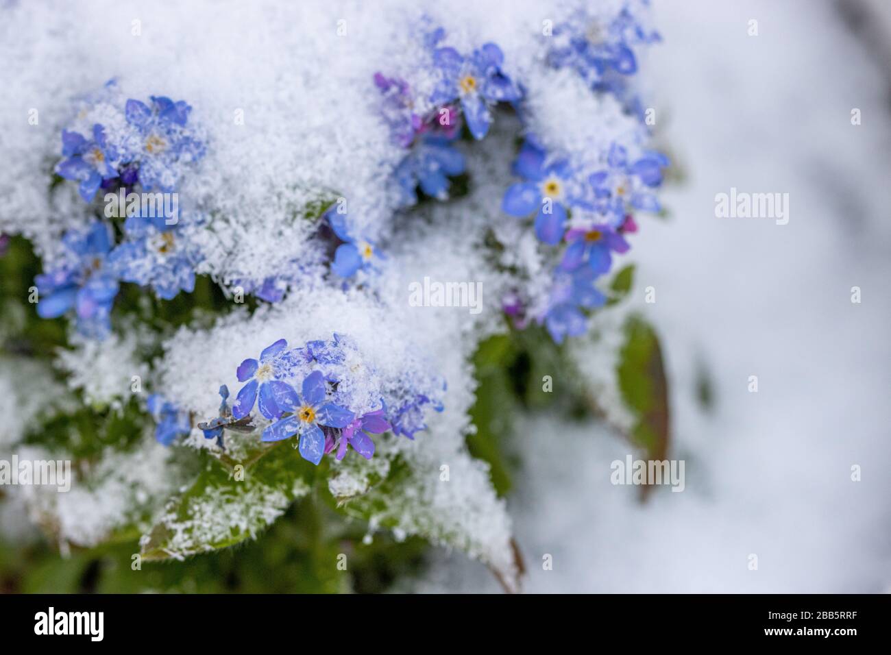 the blue forget-me-not-blossom are covered with freshly fallen snow ...