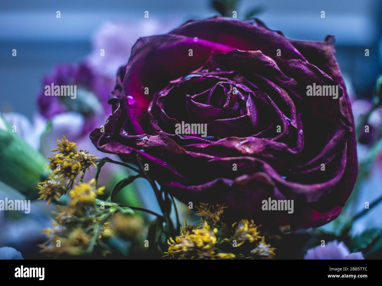 Dying rose hi-res stock photography and images - Alamy