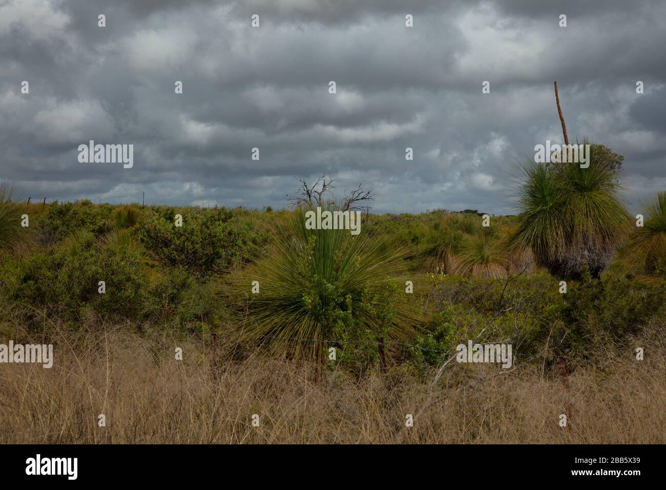 Australian bush land seen near Perth, western Australia Stock Photo - Alamy