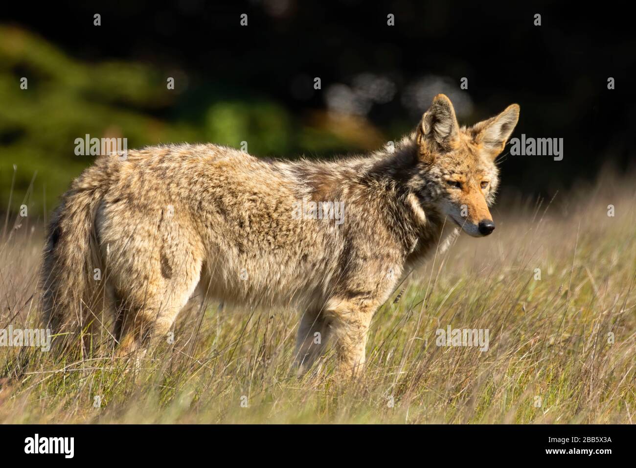Coyote, Point Reyes National Seashore, California Stock Photo - Alamy