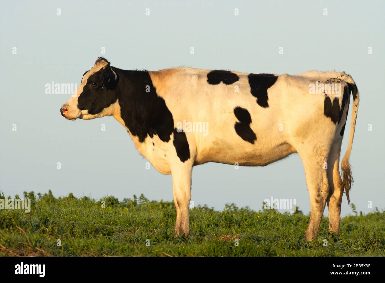 Cow Dairy Farm Point Reyes High Resolution Stock Photography and Images ...