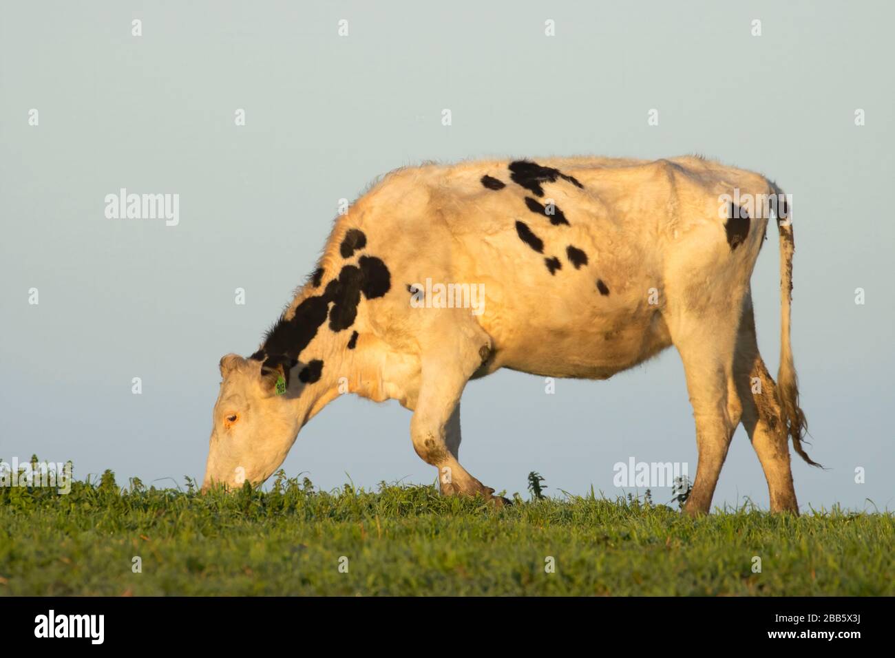 Cow Dairy Farm Point Reyes High Resolution Stock Photography and Images ...