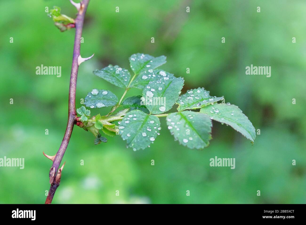 Morning dew on leaves. Drops rain on a branch in forest, nature scene ...