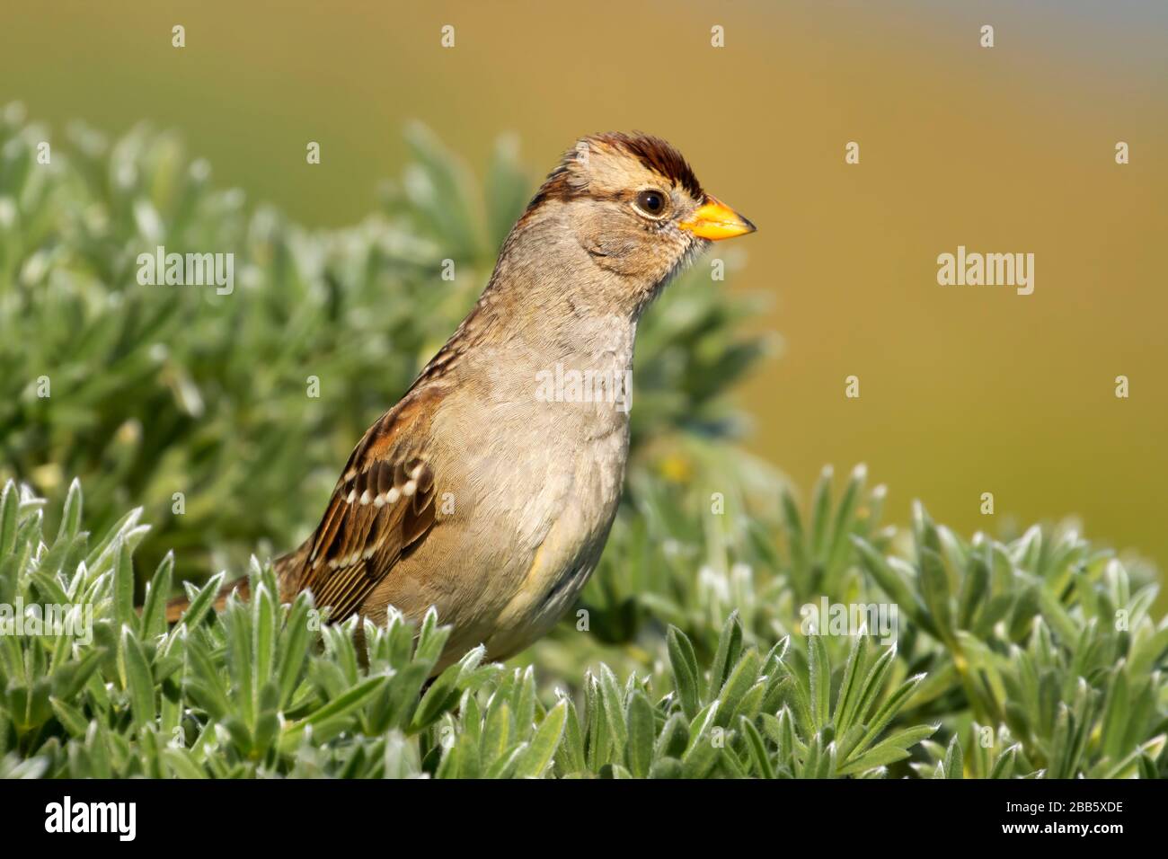 Sparrow point hi-res stock photography and images - Alamy