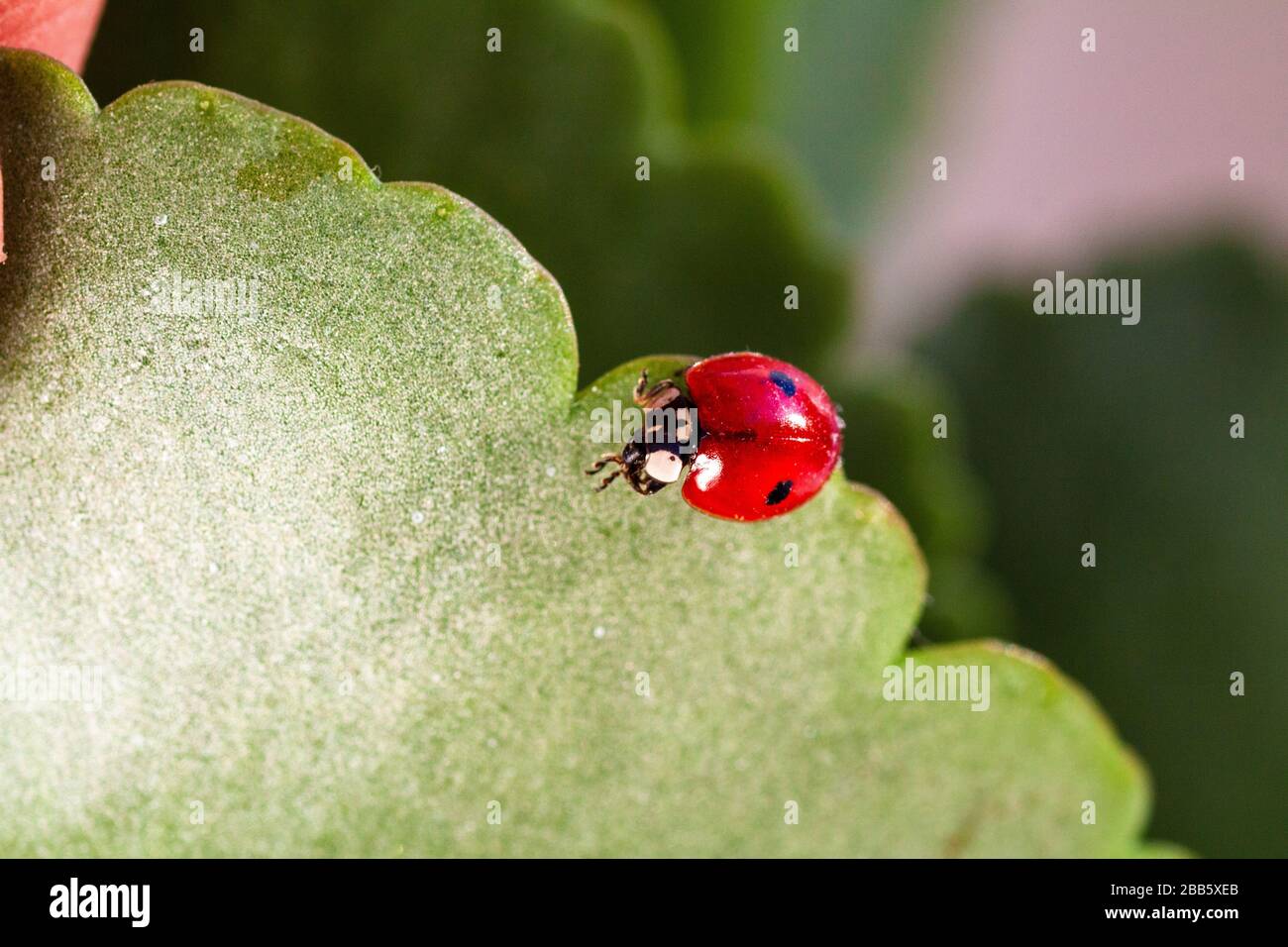 Macro of ladybug on a blade of grass in the morning sun Ladybug - bug ...
