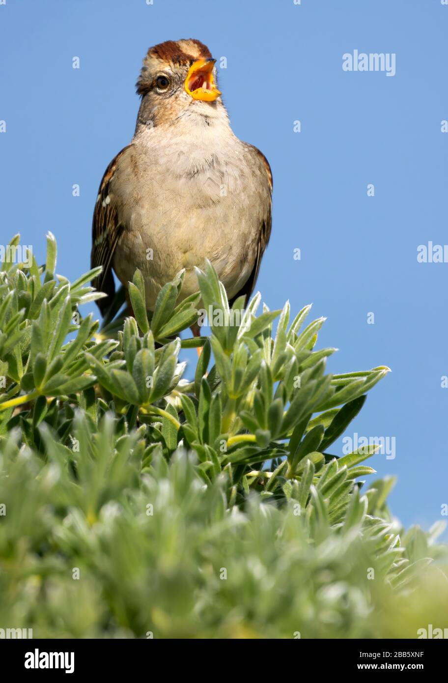 California marin county bird hi-res stock photography and images - Alamy