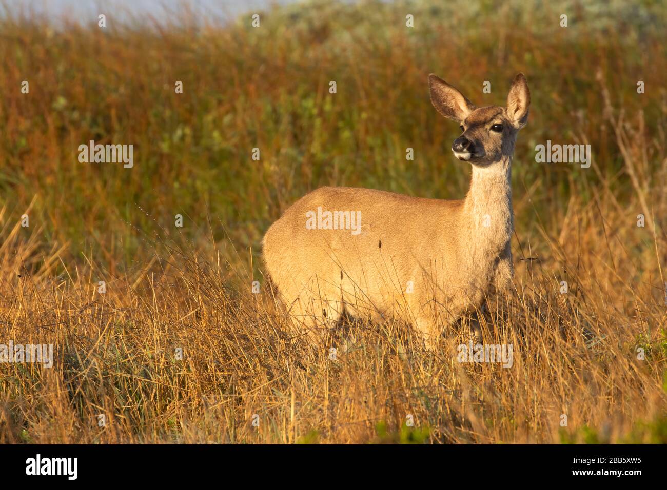 Deer, Point Reyes National Seashore, California Stock Photo - Alamy