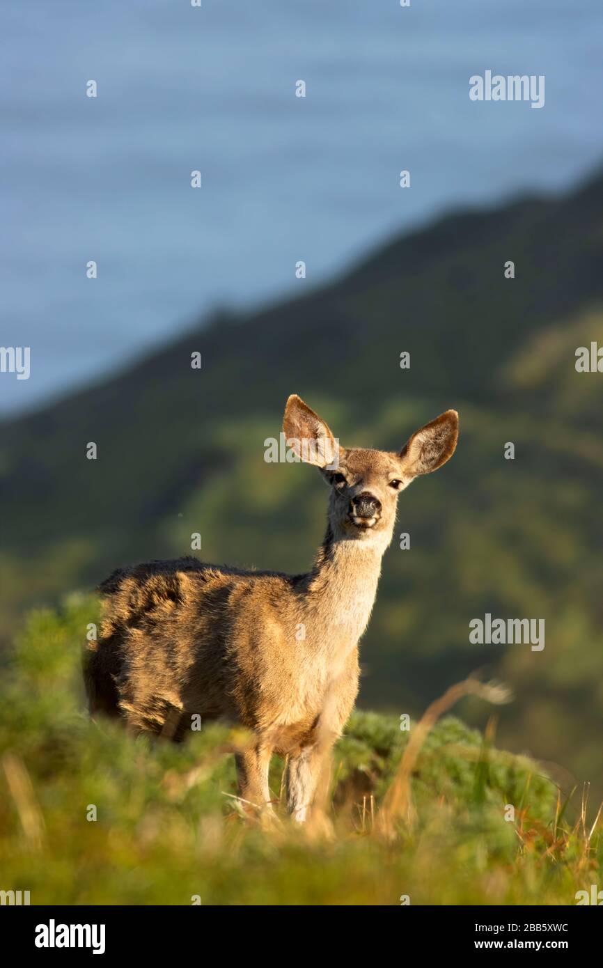 Mule point overlook hi-res stock photography and images - Alamy