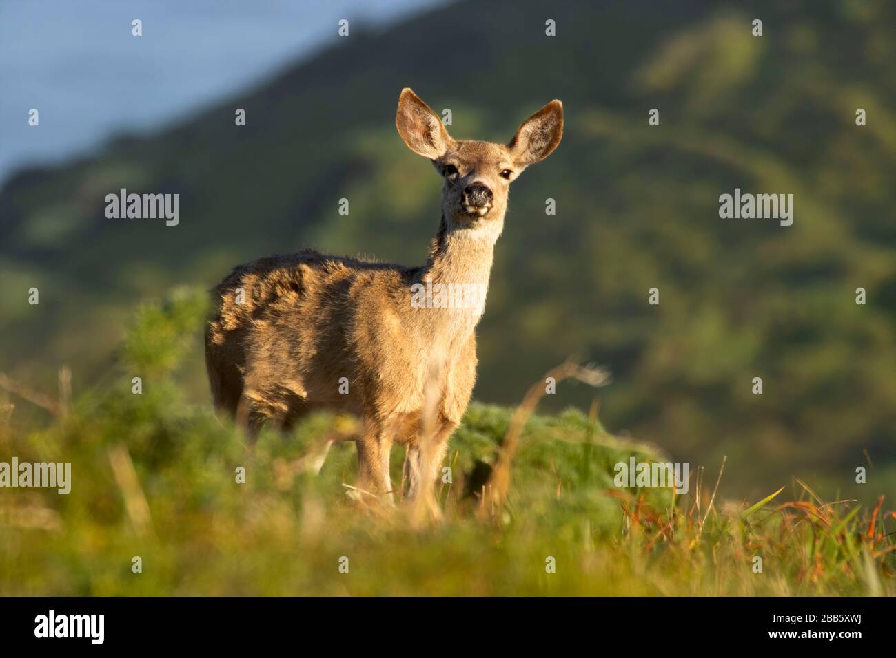 Deer, Point Reyes National Seashore, California Stock Photo - Alamy