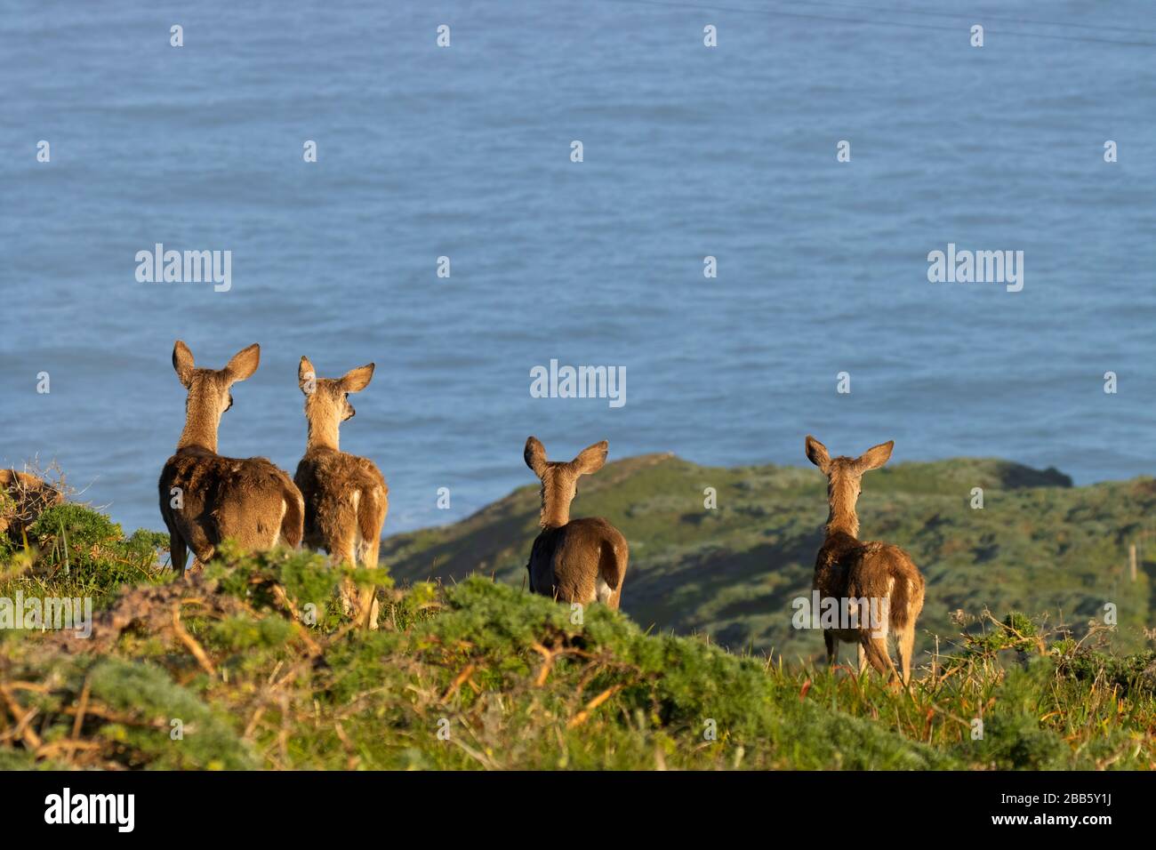 Deer, Point Reyes National Seashore, California Stock Photo - Alamy