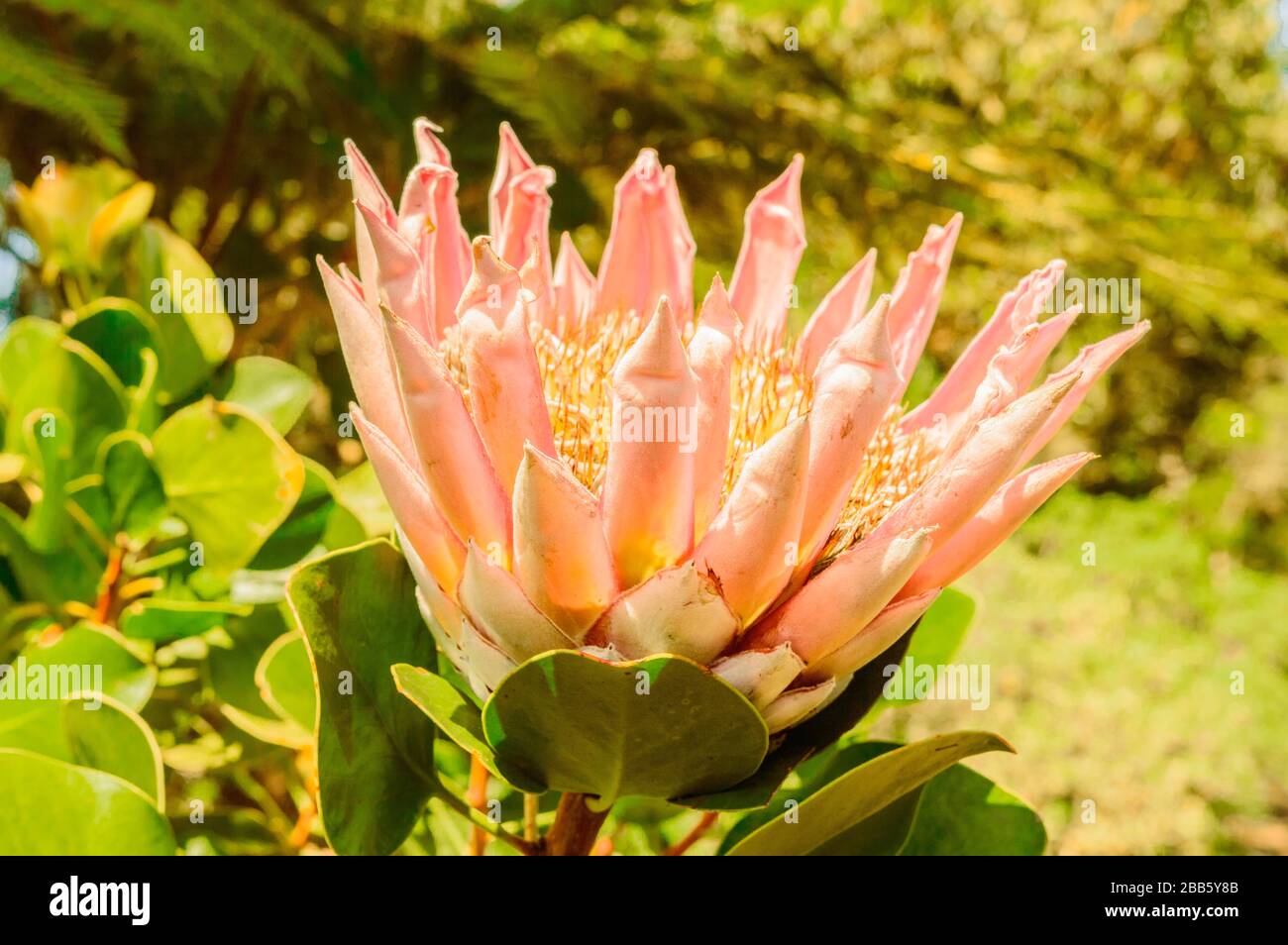 Proteaceae Family