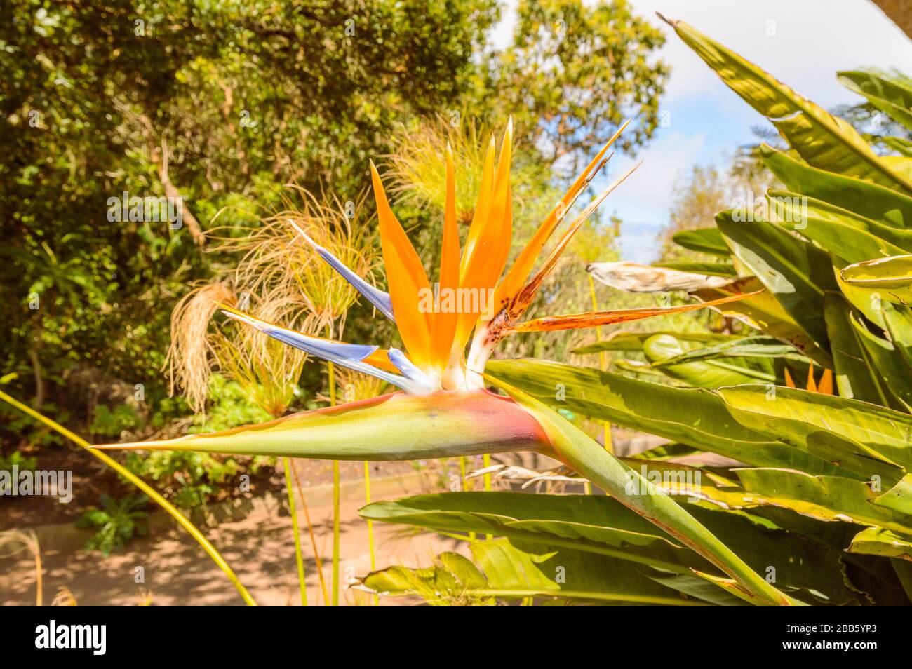 National Flower Of The Canary Islands High Resolution Stock Photography ...