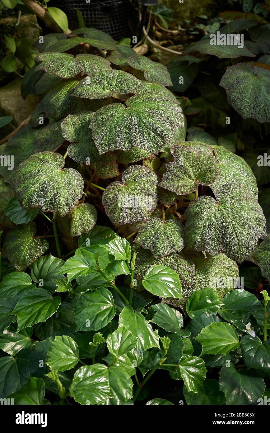 Begonia boomer textured leaves Stock Photo - Alamy