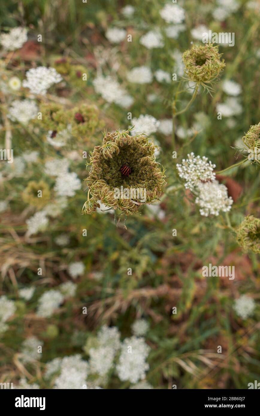 Daucus carota flower and fruits Stock Photo - Alamy