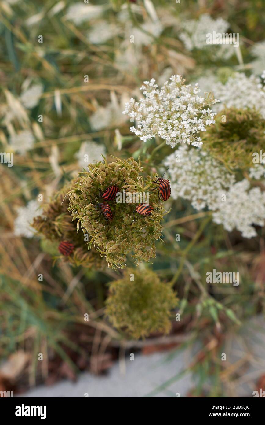 Daucus carota flower and fruits Stock Photo - Alamy