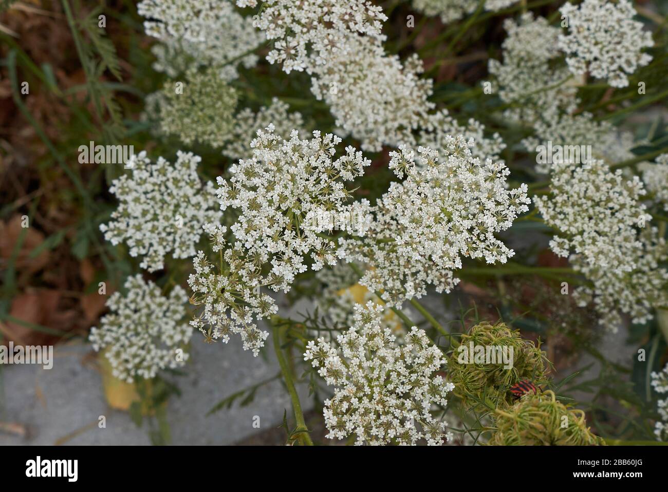 Daucus carota flower and fruits Stock Photo - Alamy