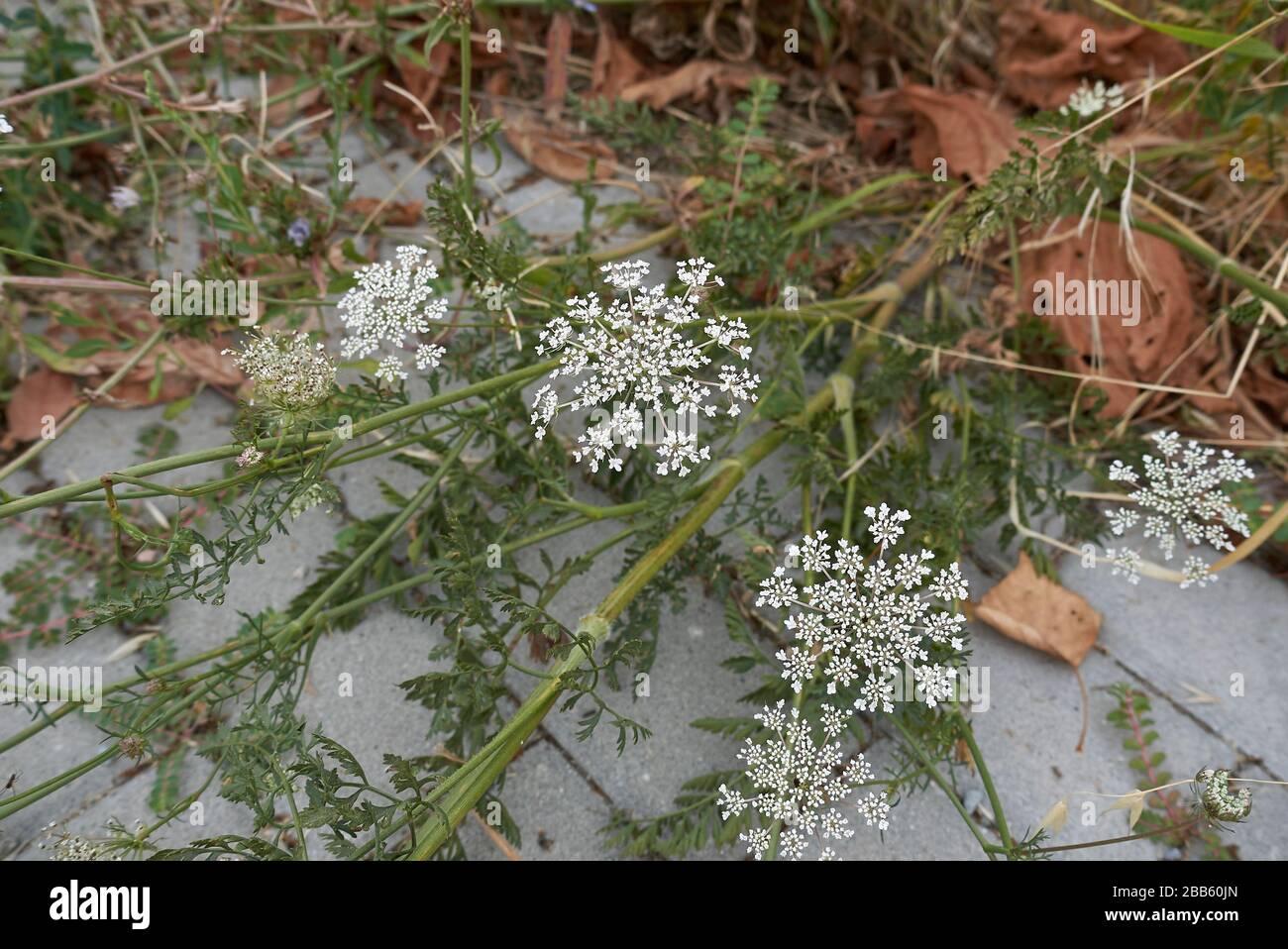Daucus carota flower and fruits Stock Photo - Alamy