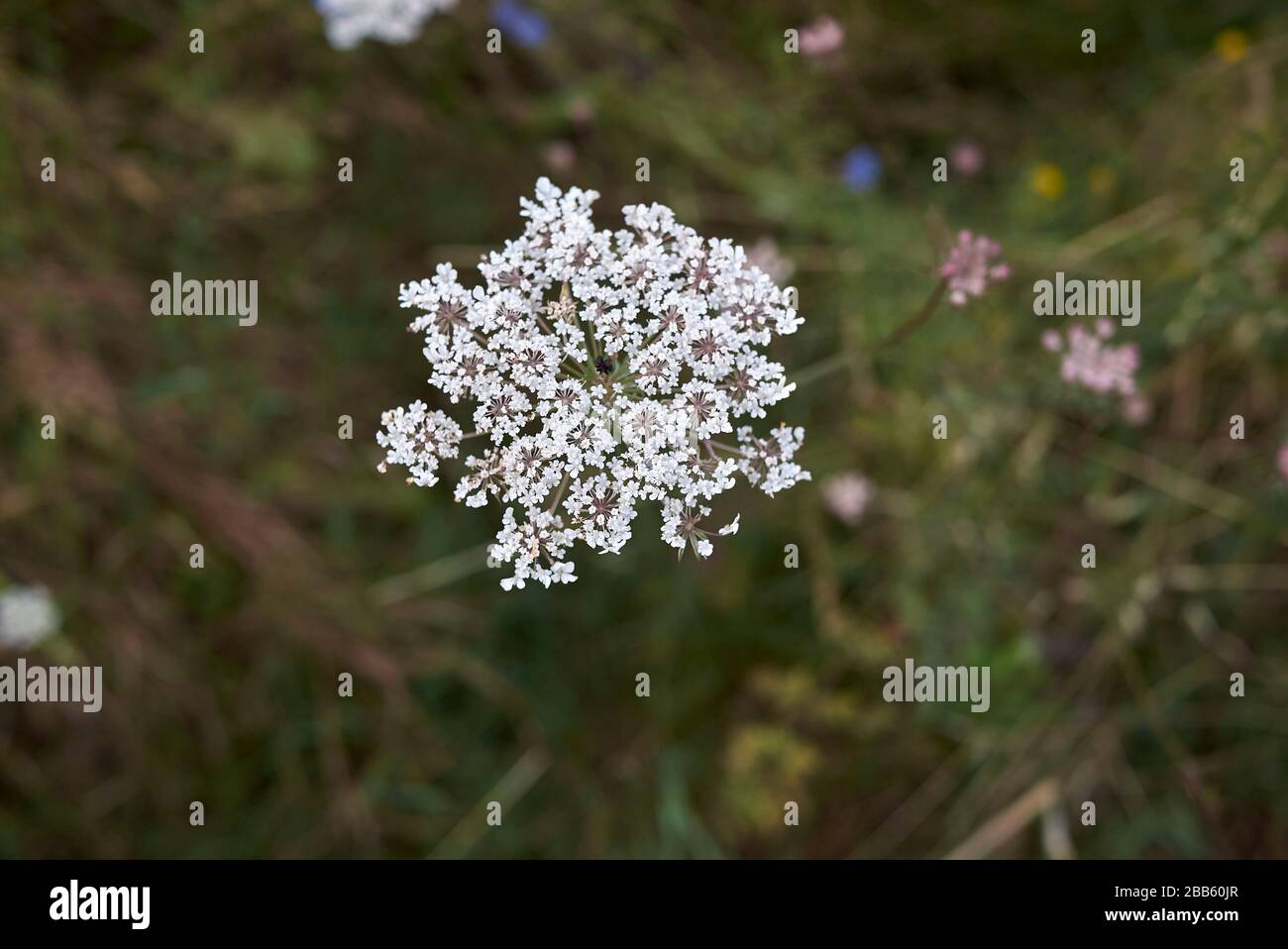 Daucus carota flower and fruits Stock Photo - Alamy