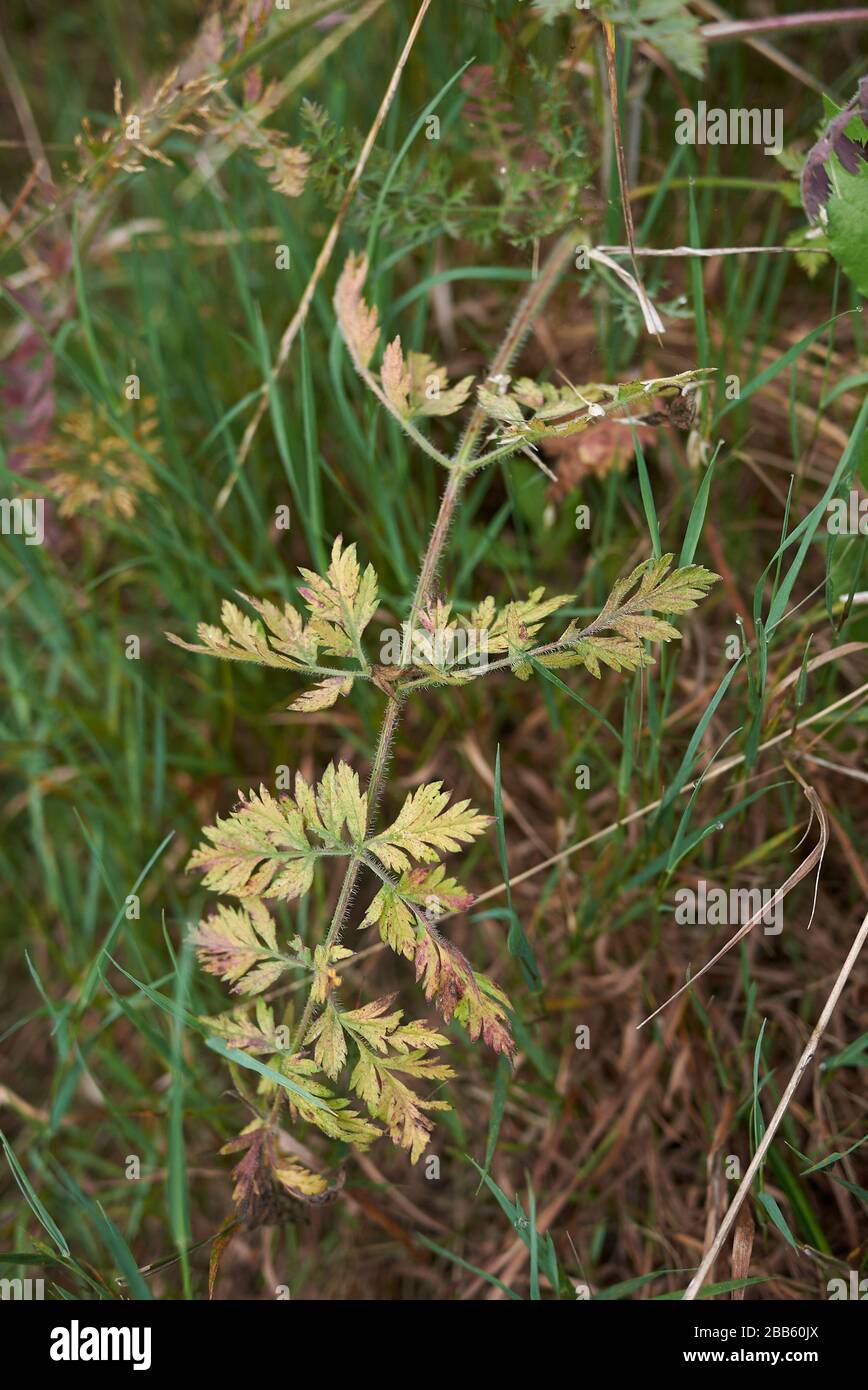 Daucus carota flower and fruits Stock Photo - Alamy