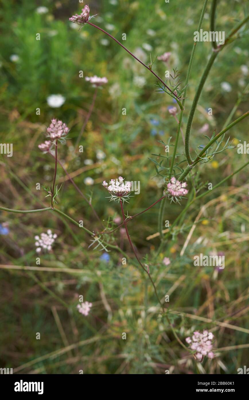 Daucus carota flower and fruits Stock Photo - Alamy