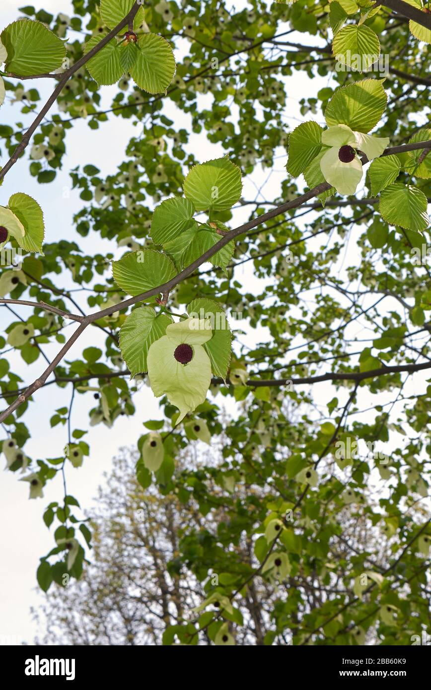 Davidia involucrata in bloom Stock Photo - Alamy