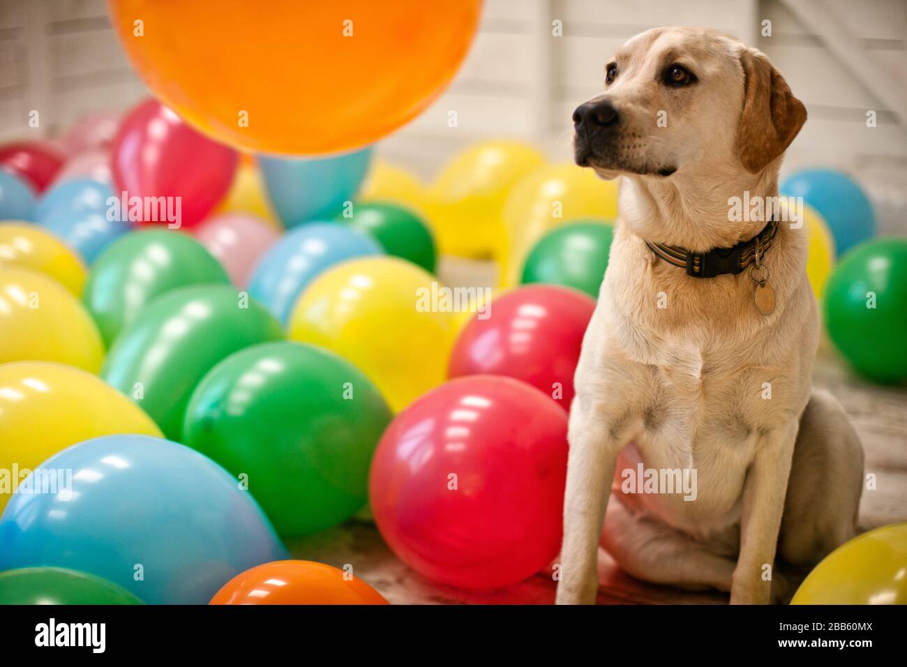 Labrador sitting in a shed full of balloons Stock Photo - Alamy