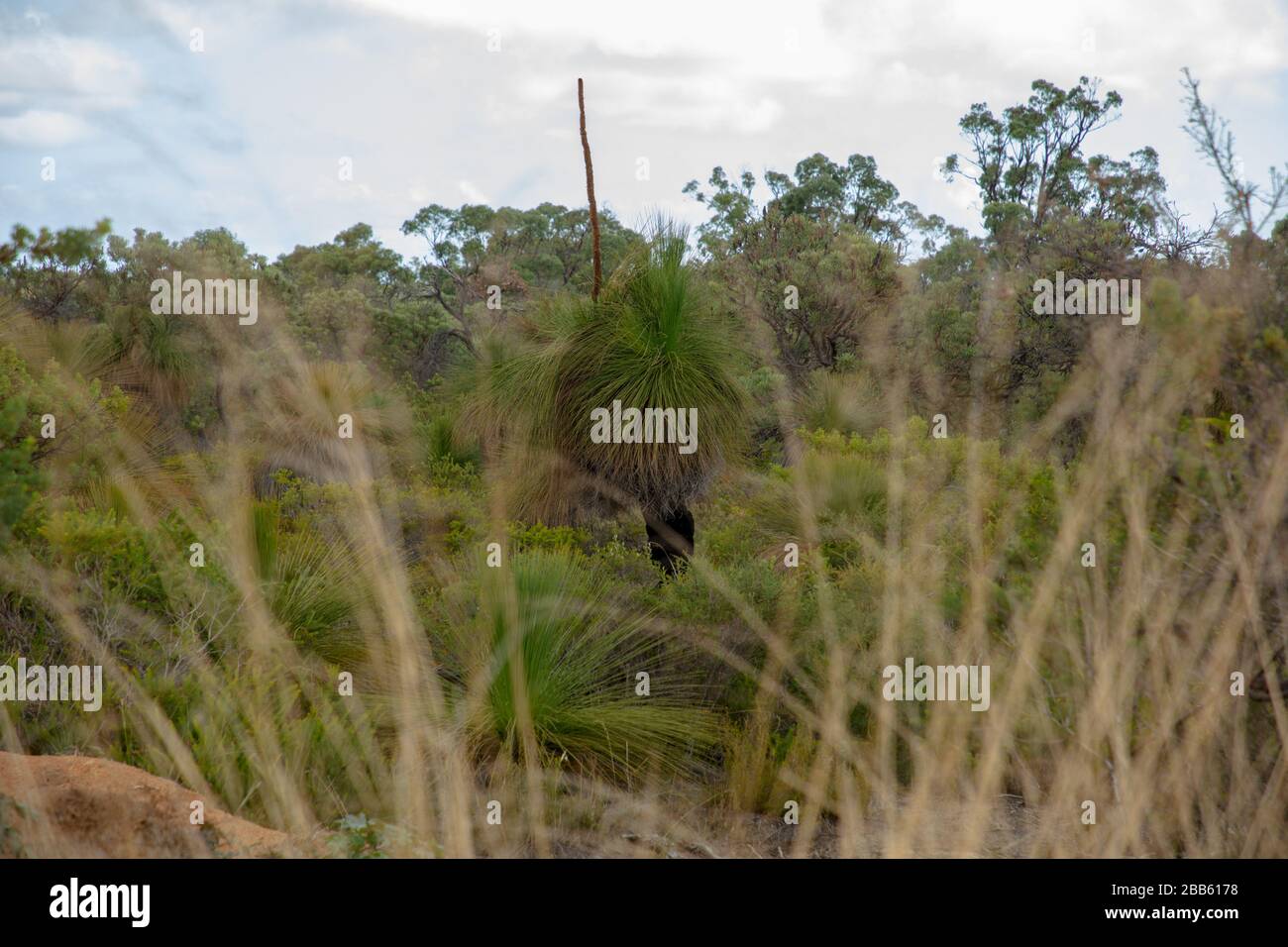 Indigenous land bushes hi-res stock photography and images - Alamy