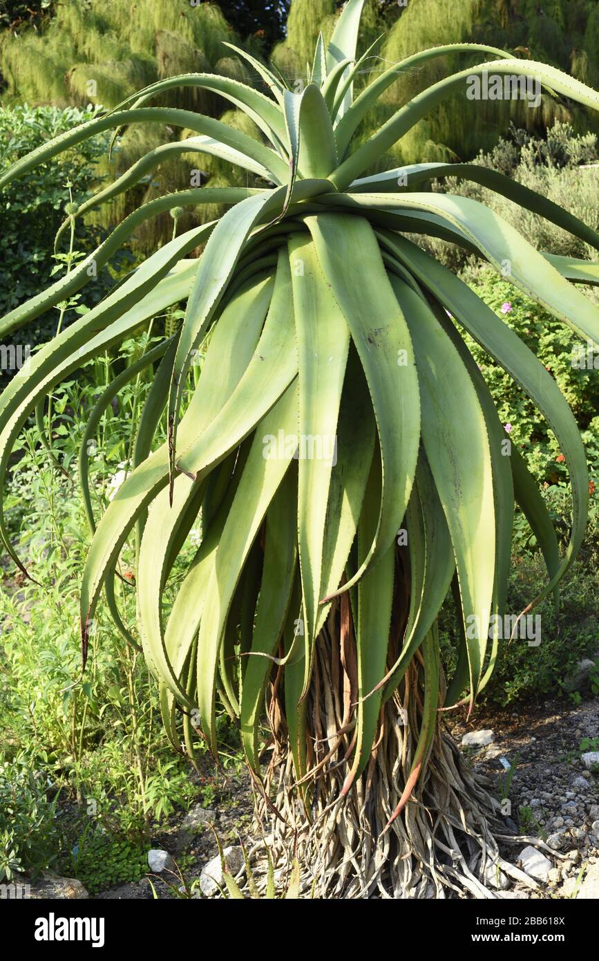 Cape aloes. There are many different aloes and the juice they produce ...