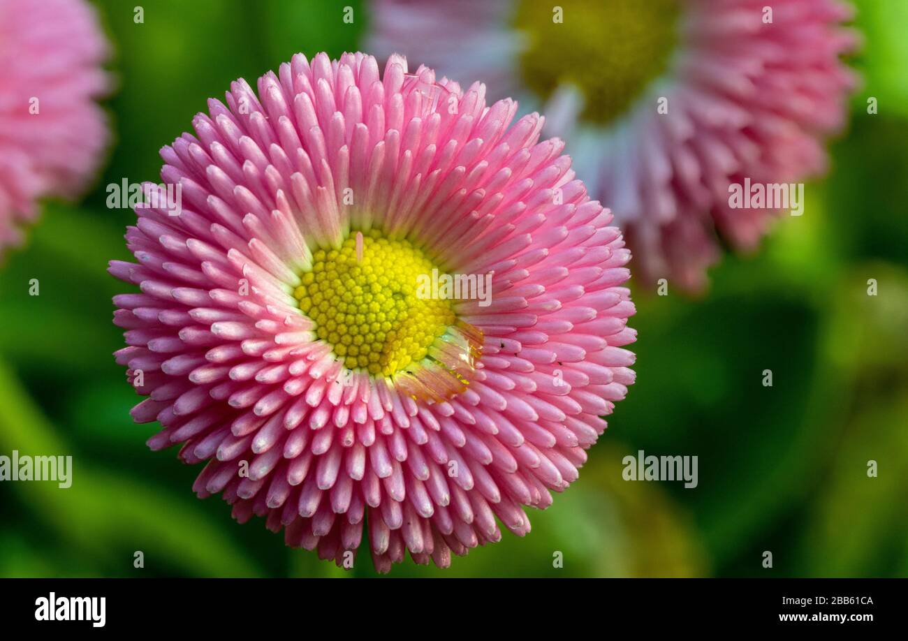 a thick drop of water is on a pink English Daisy flower Stock Photo - Alamy