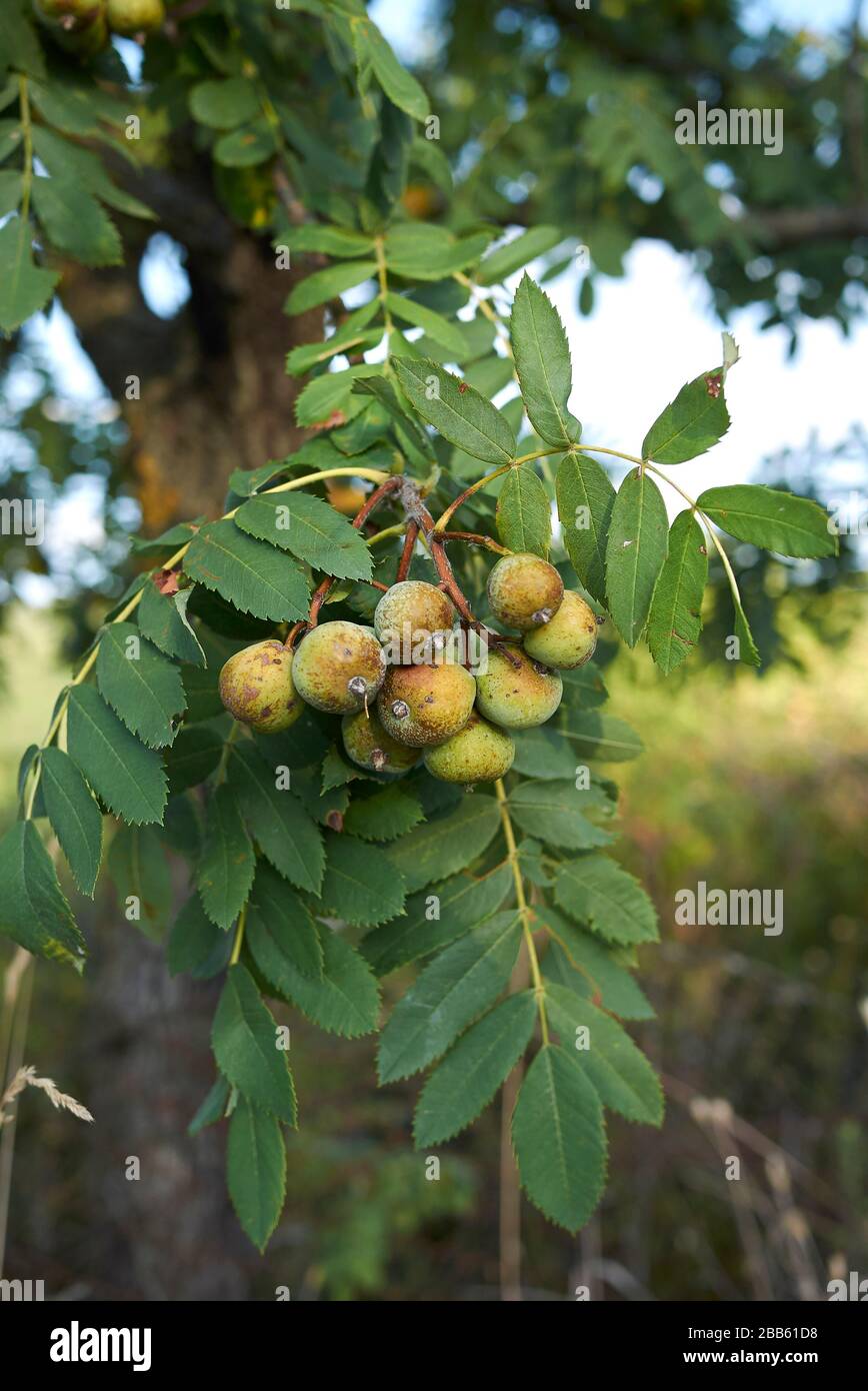 Sorbus domestica pyrifera hi-res stock photography and images - Alamy