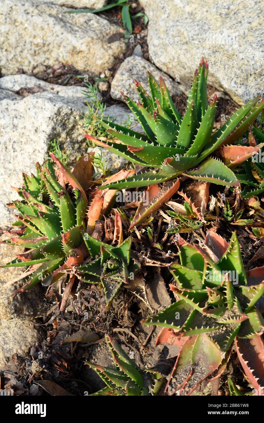 Short-leaved aloe, aloe brevifolia, xanthorrhoeaceae. Endemic to South ...