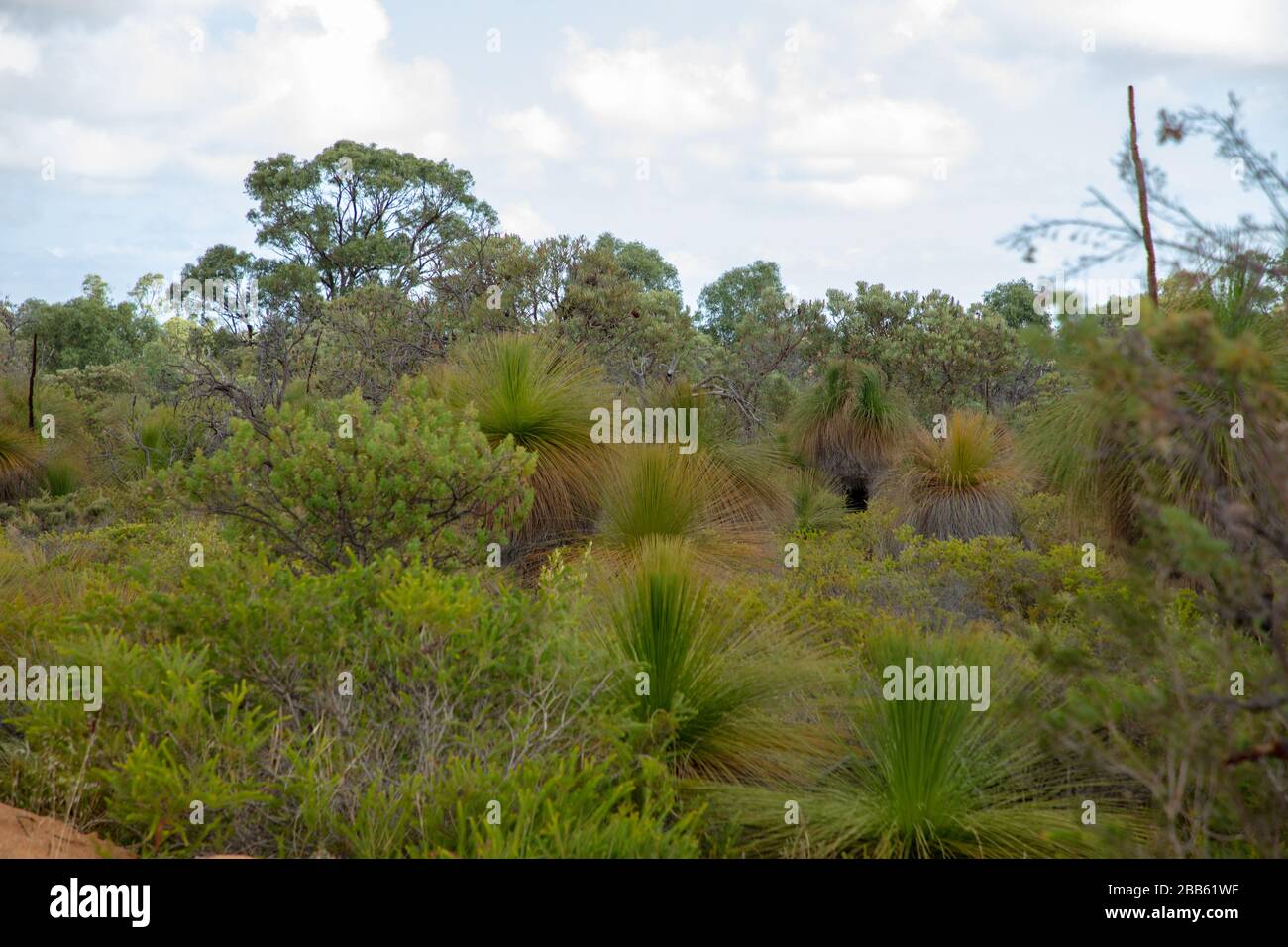 Australian bush land seen near Perth, western Australia Stock Photo - Alamy
