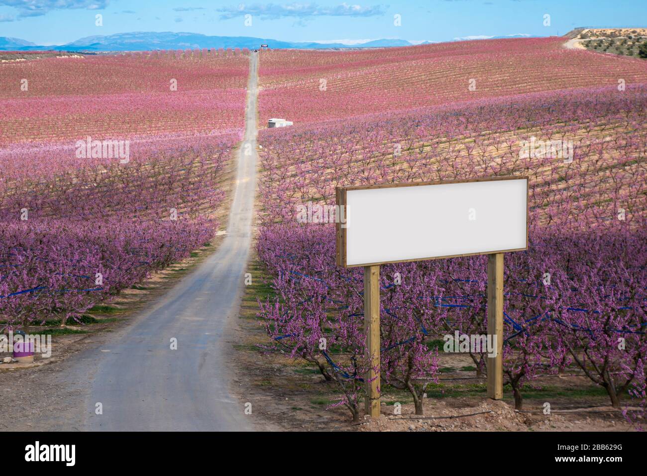 Blank billboard mock up in the agriculture. Pink blossom flowers in a ...
