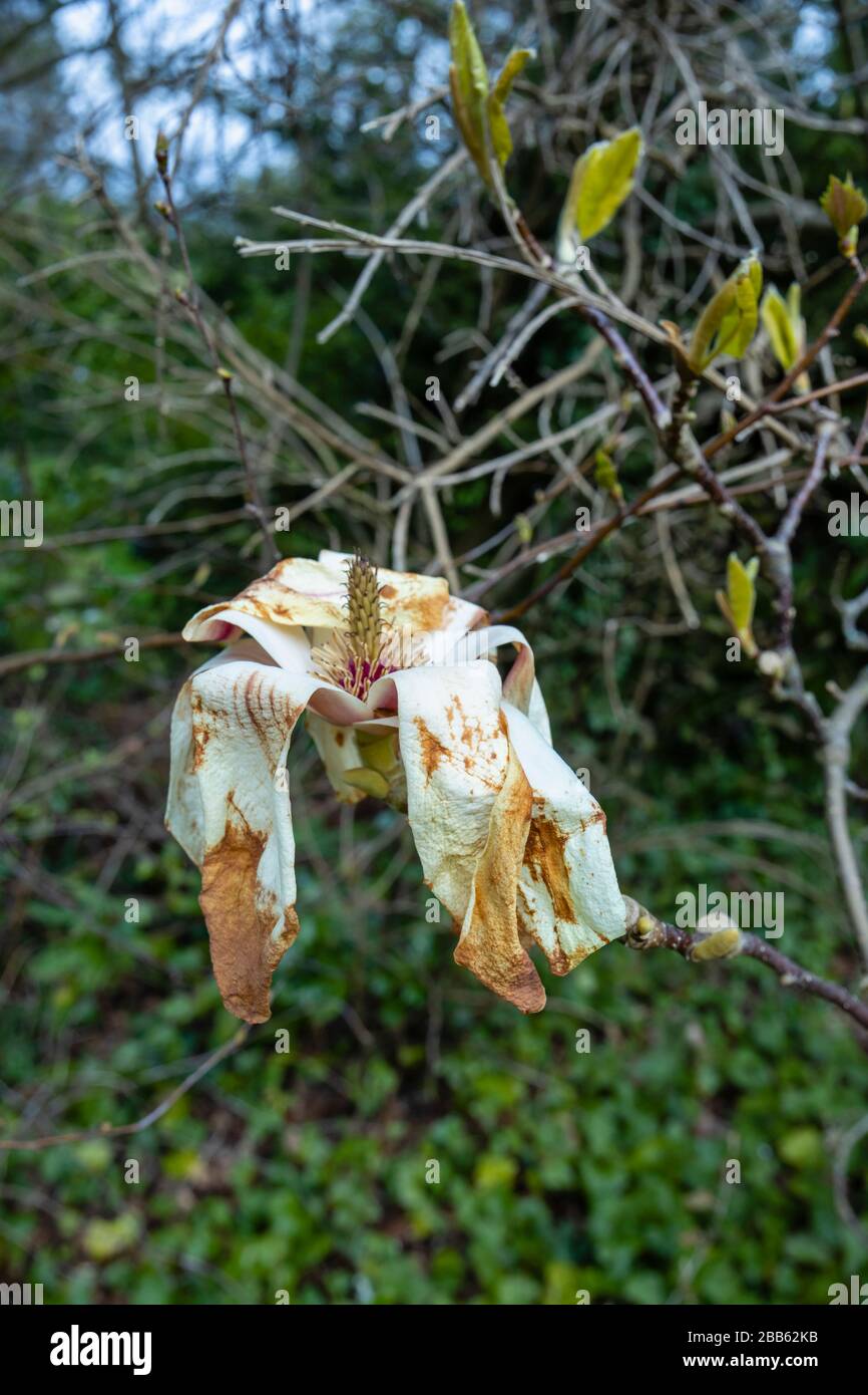 Frost damaged plant hi-res stock photography and images - Alamy
