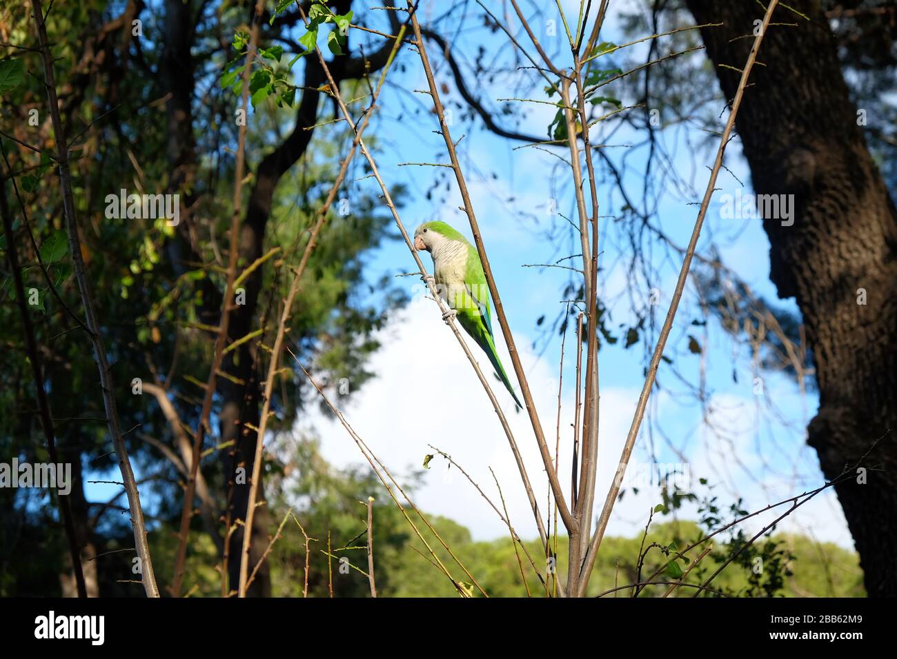 Tree trees forest to sit calmcalm hi-res stock photography and images ...