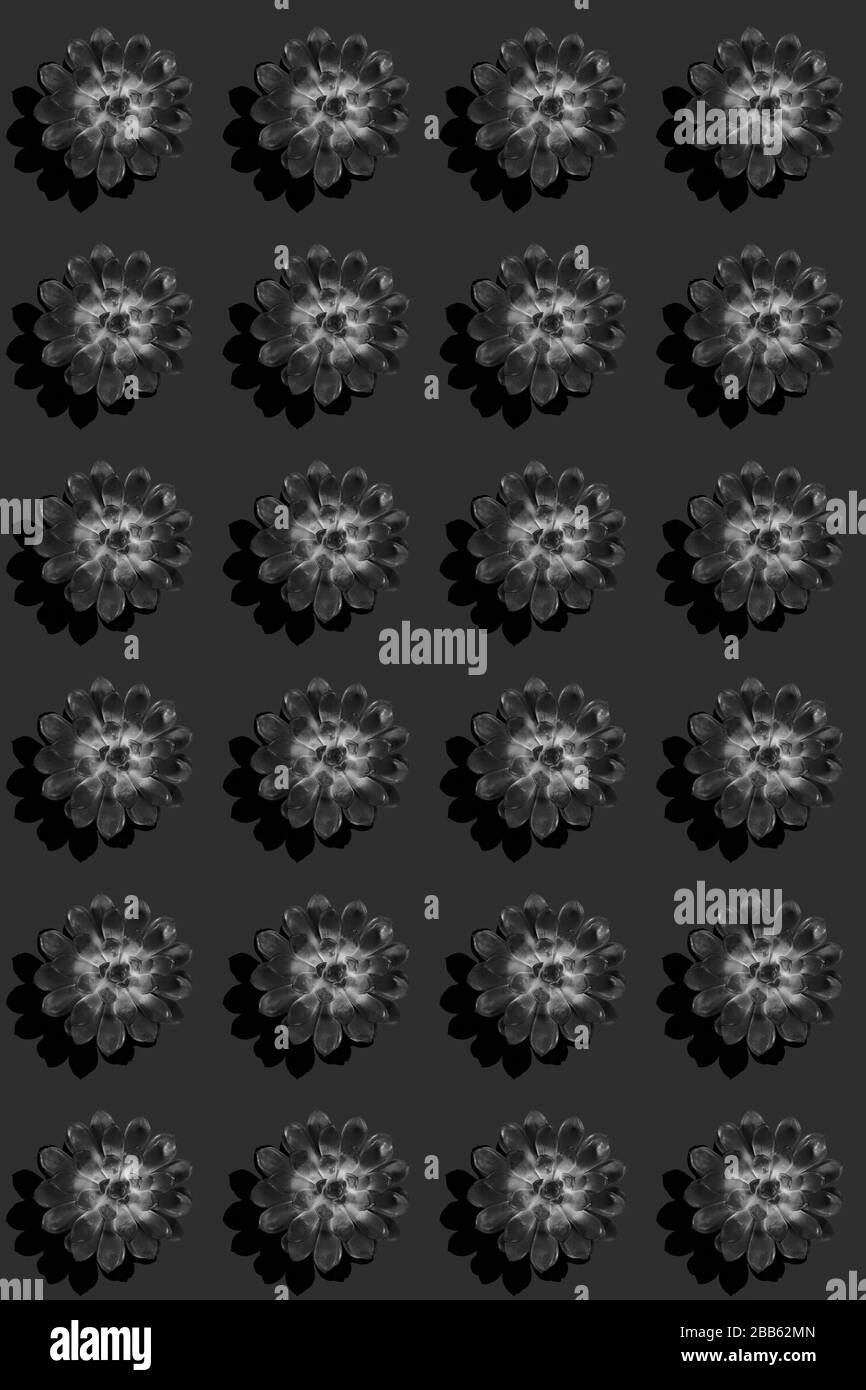 Flat rosettes Black and White Stock Photos & Images - Alamy