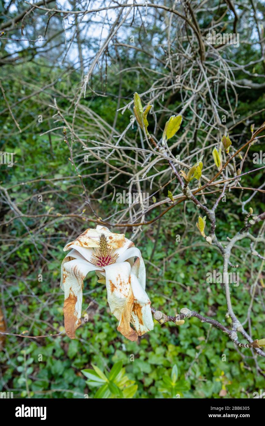 White magnolia flowers in bloom, growing in a garden in Surrey, south ...