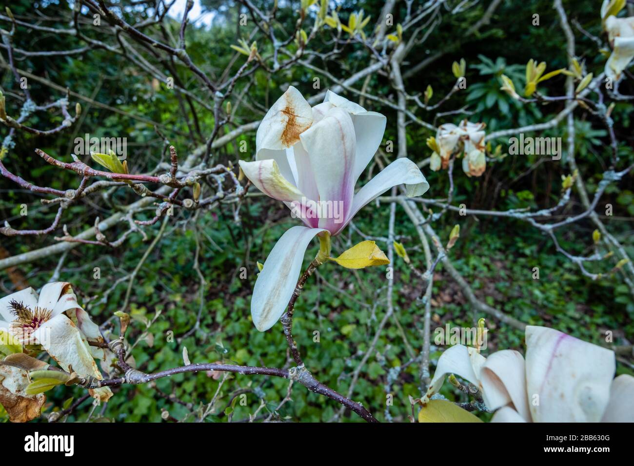White magnolia flowers in bloom, growing in a garden in Surrey, south ...