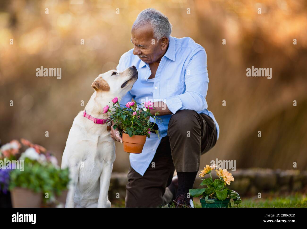 Old domesticated plant hi-res stock photography and images - Alamy